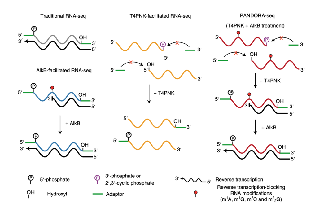上海逆耳生物科技有限公司